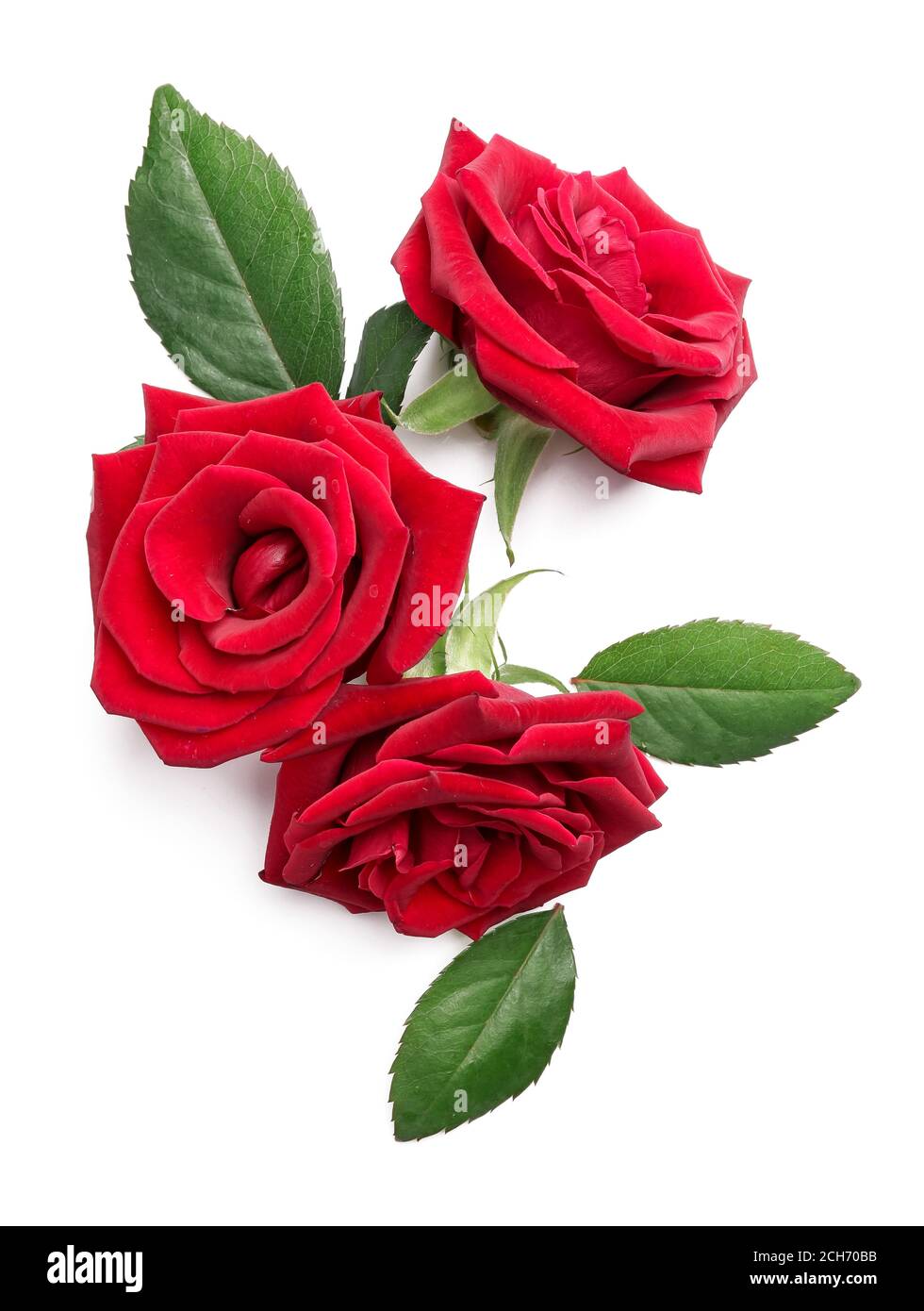 Beautiful red roses on white background Stock Photo - Alamy