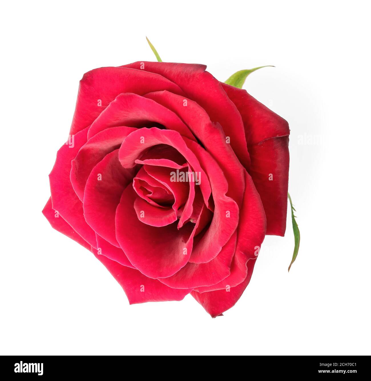 Beautiful red rose on white background Stock Photo - Alamy