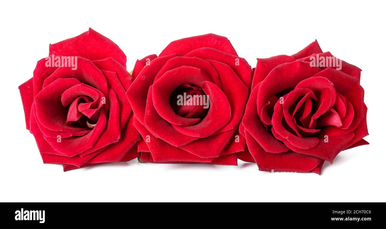Beautiful red roses on white background Stock Photo - Alamy
