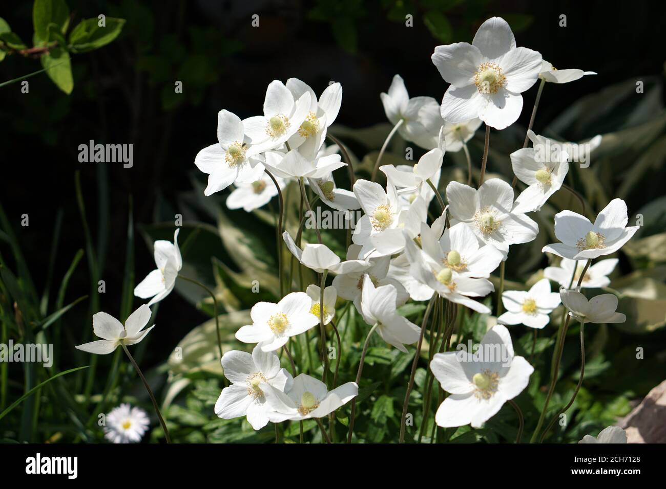 Creative top view anemone blooming flowers brunch in garden with copy ...