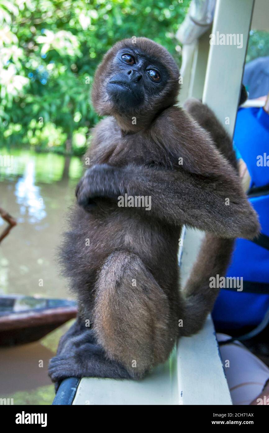 A Woolly Spider monkey sits on the side of a boat above the flooded ...