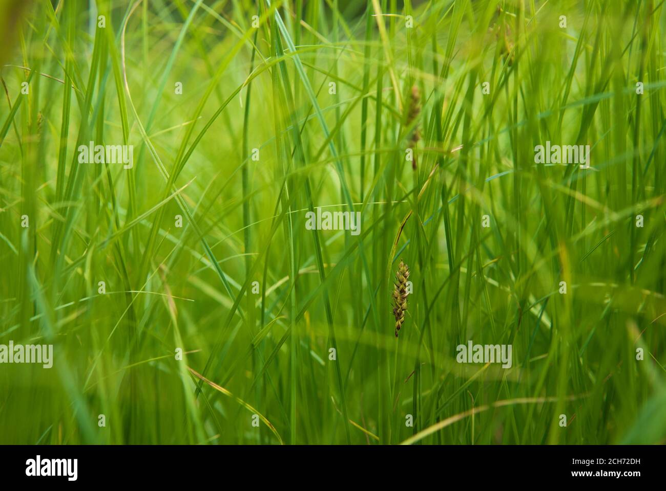 Abstract lawn art hi-res stock photography and images - Alamy
