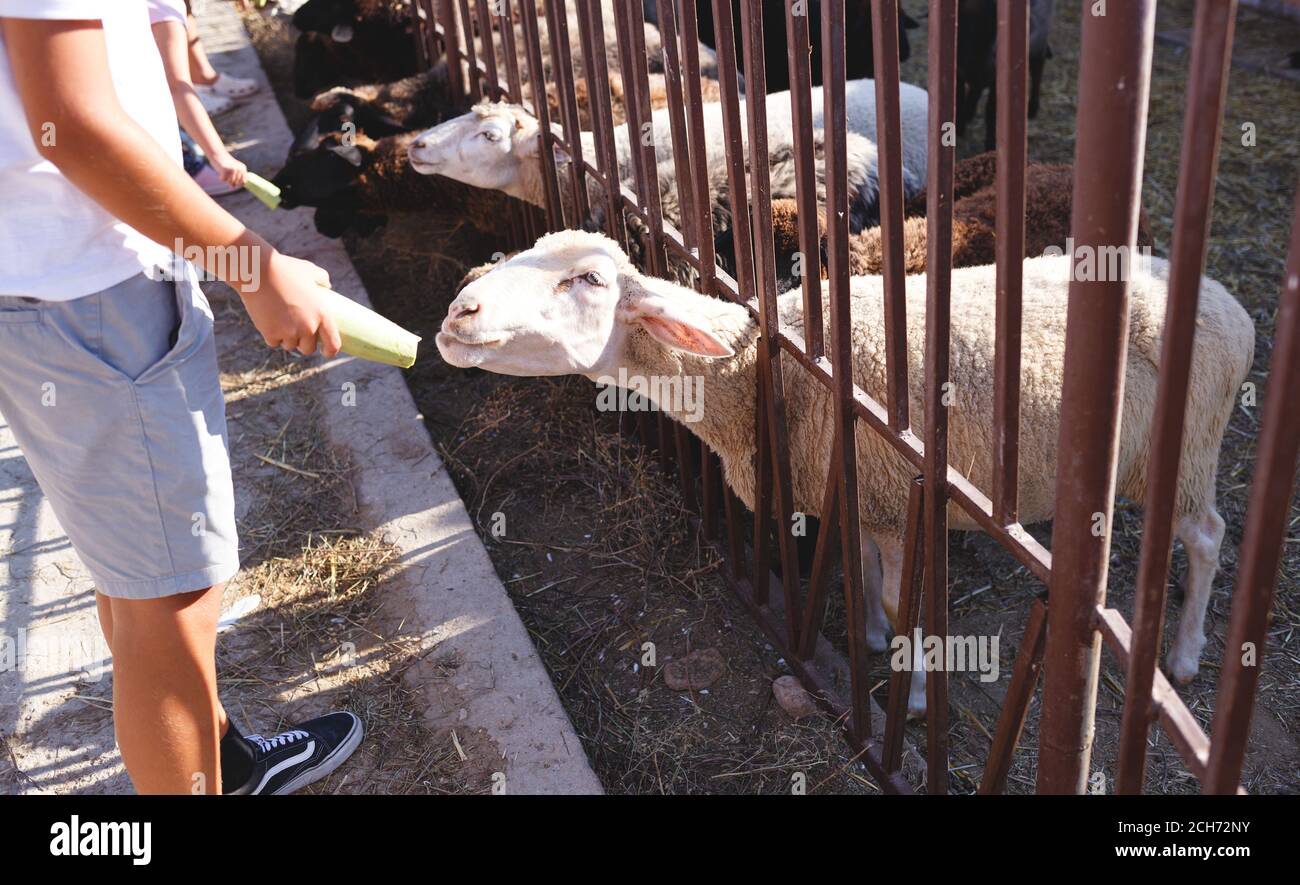 Merino well hi-res stock photography and images - Alamy