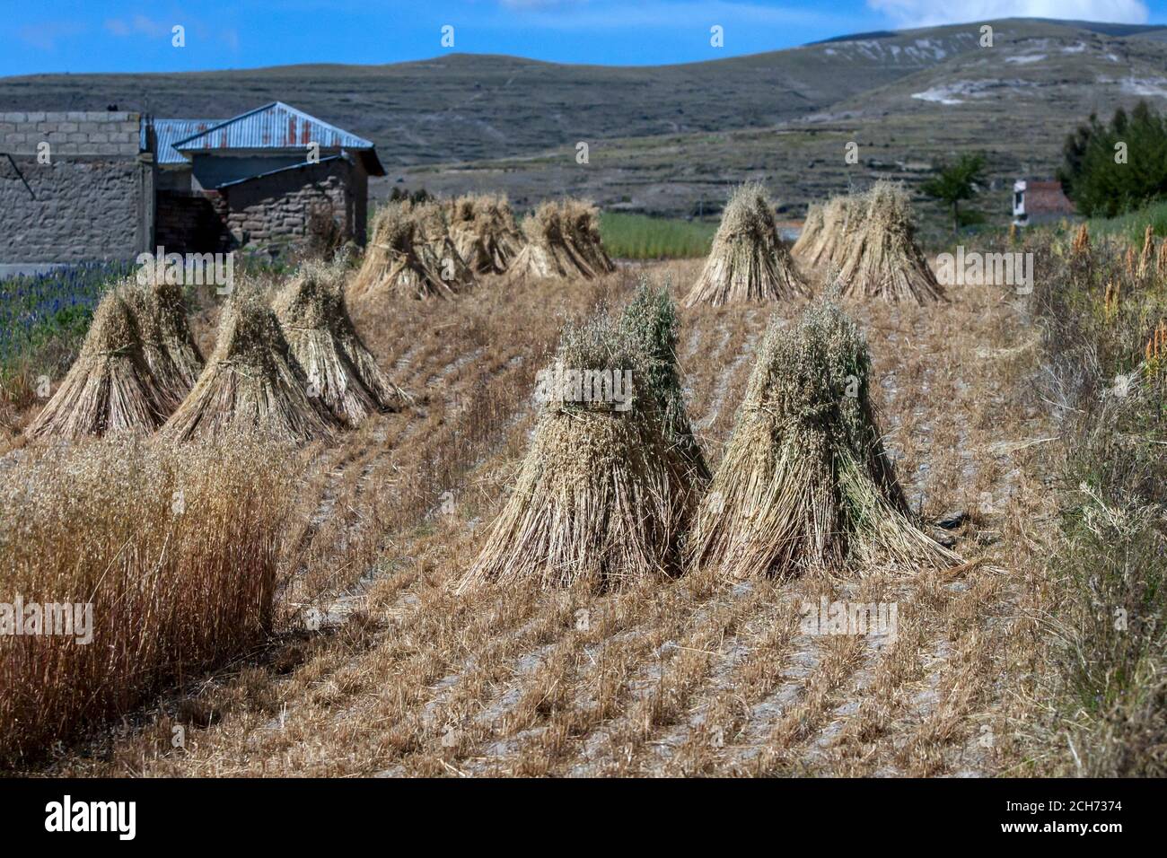 Stacks of cut hay sit in neat rows on a rural property adjacent to Lake ...