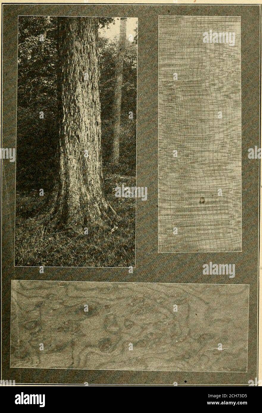 Longitudinal tangential section hi-res stock photography and images - Alamy