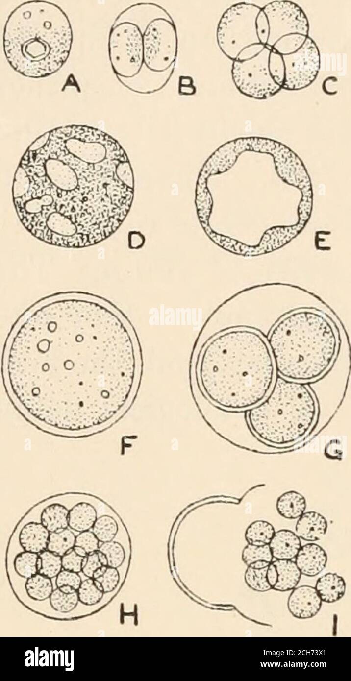 . Algæ. Vol. I. Myxophyceæ, Peridinieæ, Bacillarieæ, Chlorophyceæ ...