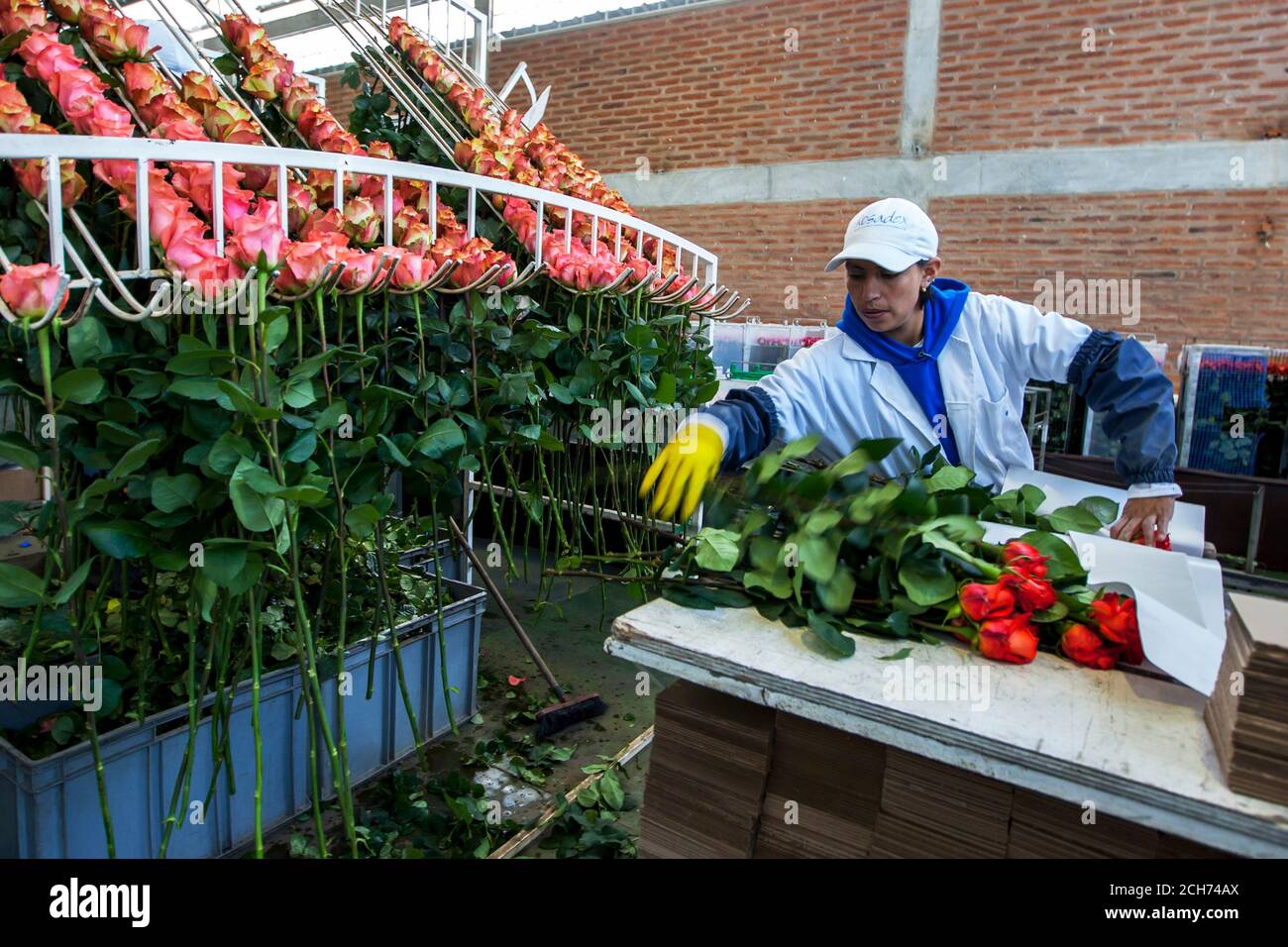 Rose plantation hi-res stock photography and images - Alamy