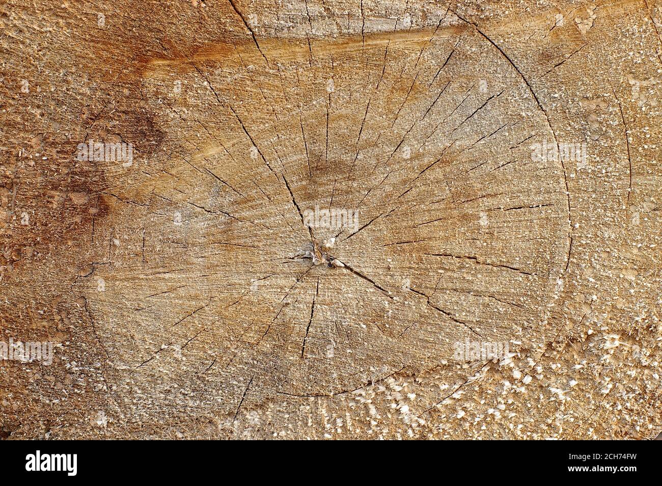 Wooden Core High Resolution Stock Photography and Images - Alamy