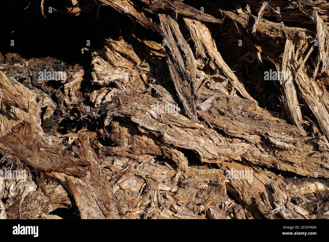 Timber dry rot hi-res stock photography and images - Alamy