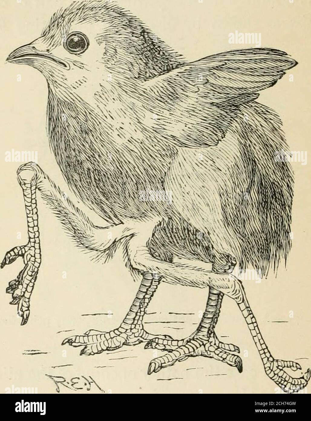 . Evolution and disease . Fig. 71.—A Lamb with coalesced supernumerary ...