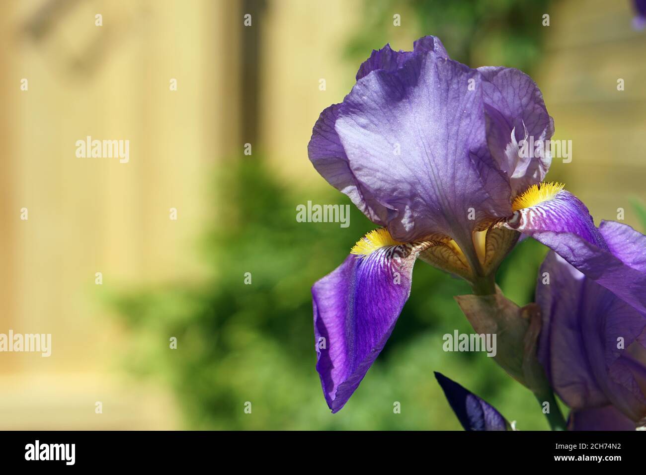iris blooming flowers brunch in garden with copy space in minimal style ...