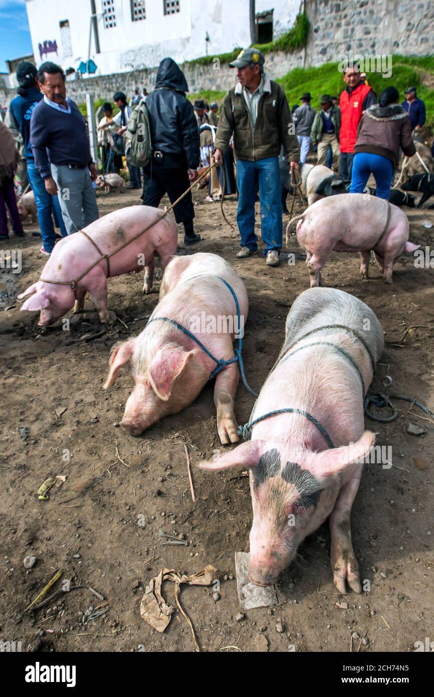 A man uses a rope lead to keep his pigs under control at the Otavalo ...