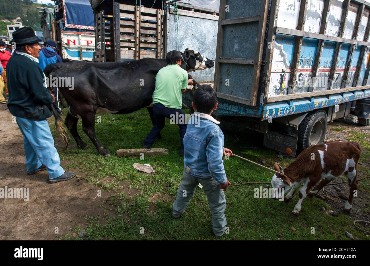 Boy holding a calf hi-res stock photography and images - Alamy