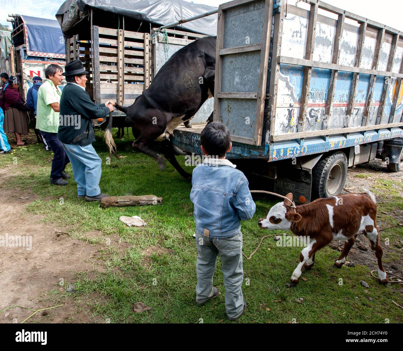 Cattle loading truck hi-res stock photography and images - Alamy