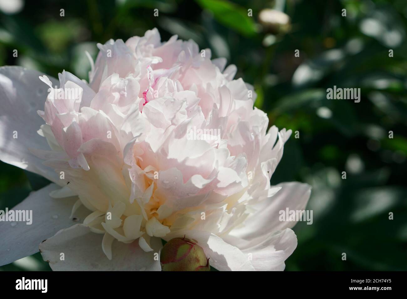pink pion blooming flowers brunch in garden with copy space in minimal ...