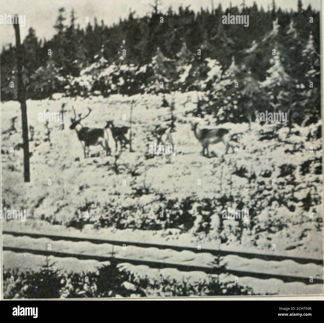 . Railway age . View of Narrow Gage Sleeper.. Caribou Crossing the ...