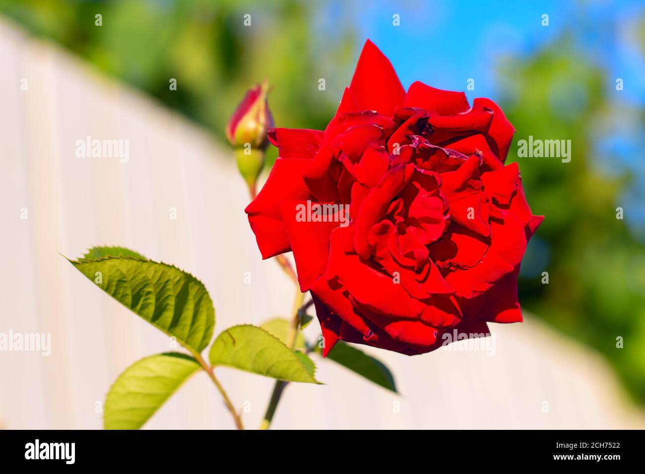 Blaze Rose with buds growing Stock Photo - Alamy