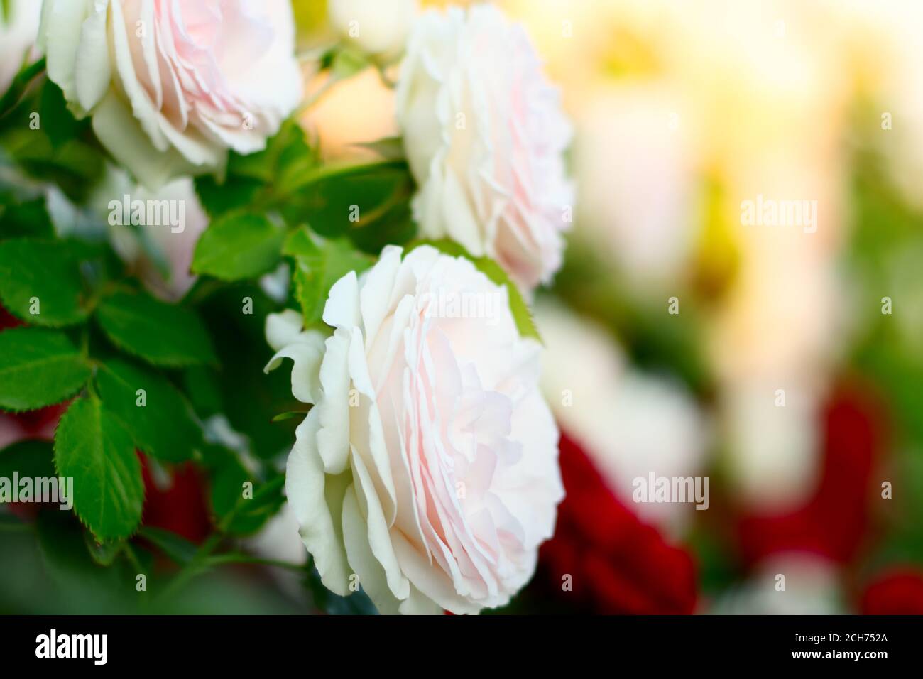Rambler Roses growing in the garden Stock Photo - Alamy
