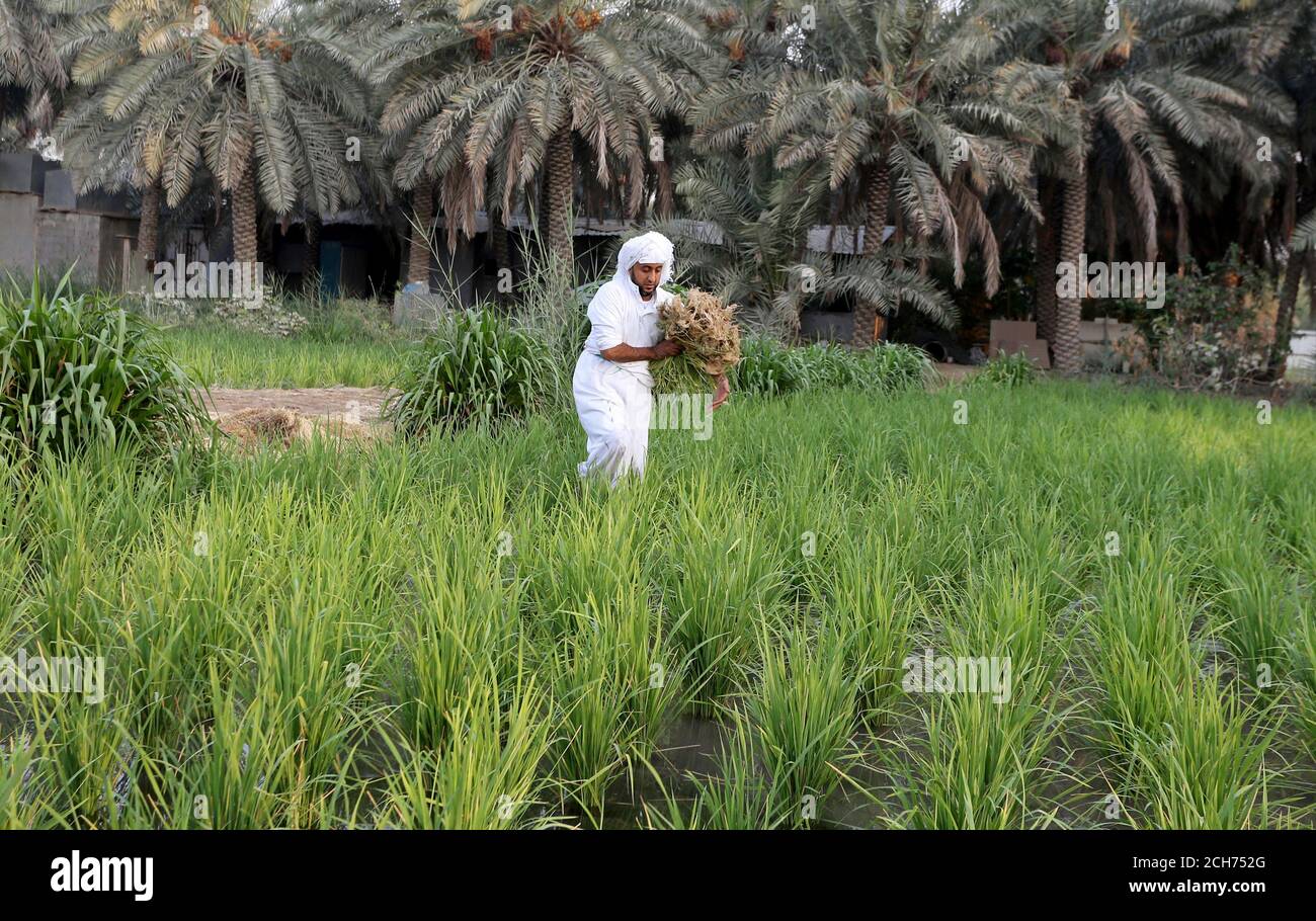 Hassawi hi-res stock photography and images - Alamy