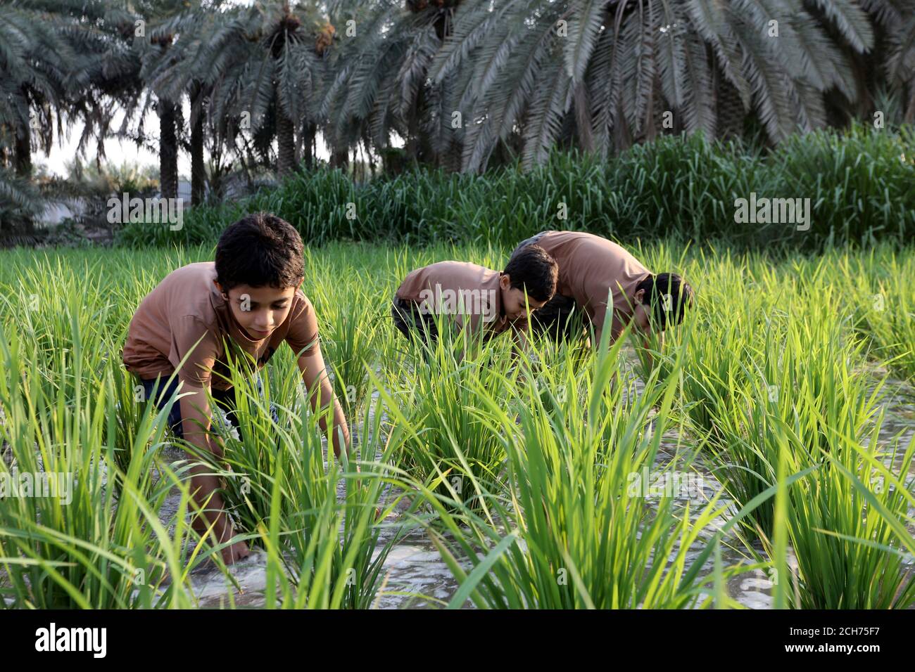Hassawi hi-res stock photography and images - Alamy