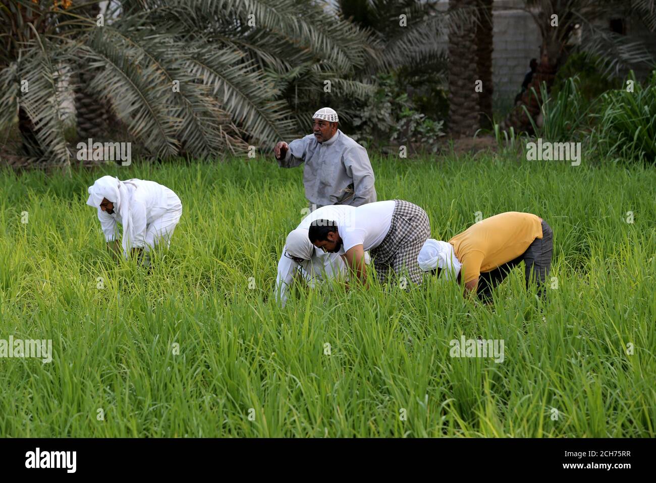 Hassawi hi-res stock photography and images - Alamy