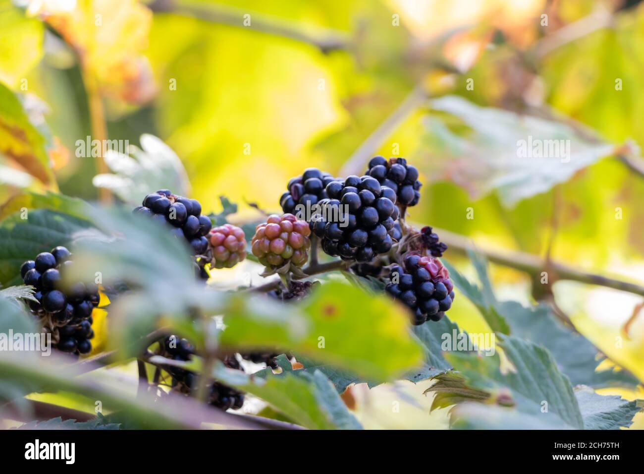 Blackberry branch hi-res stock photography and images - Alamy