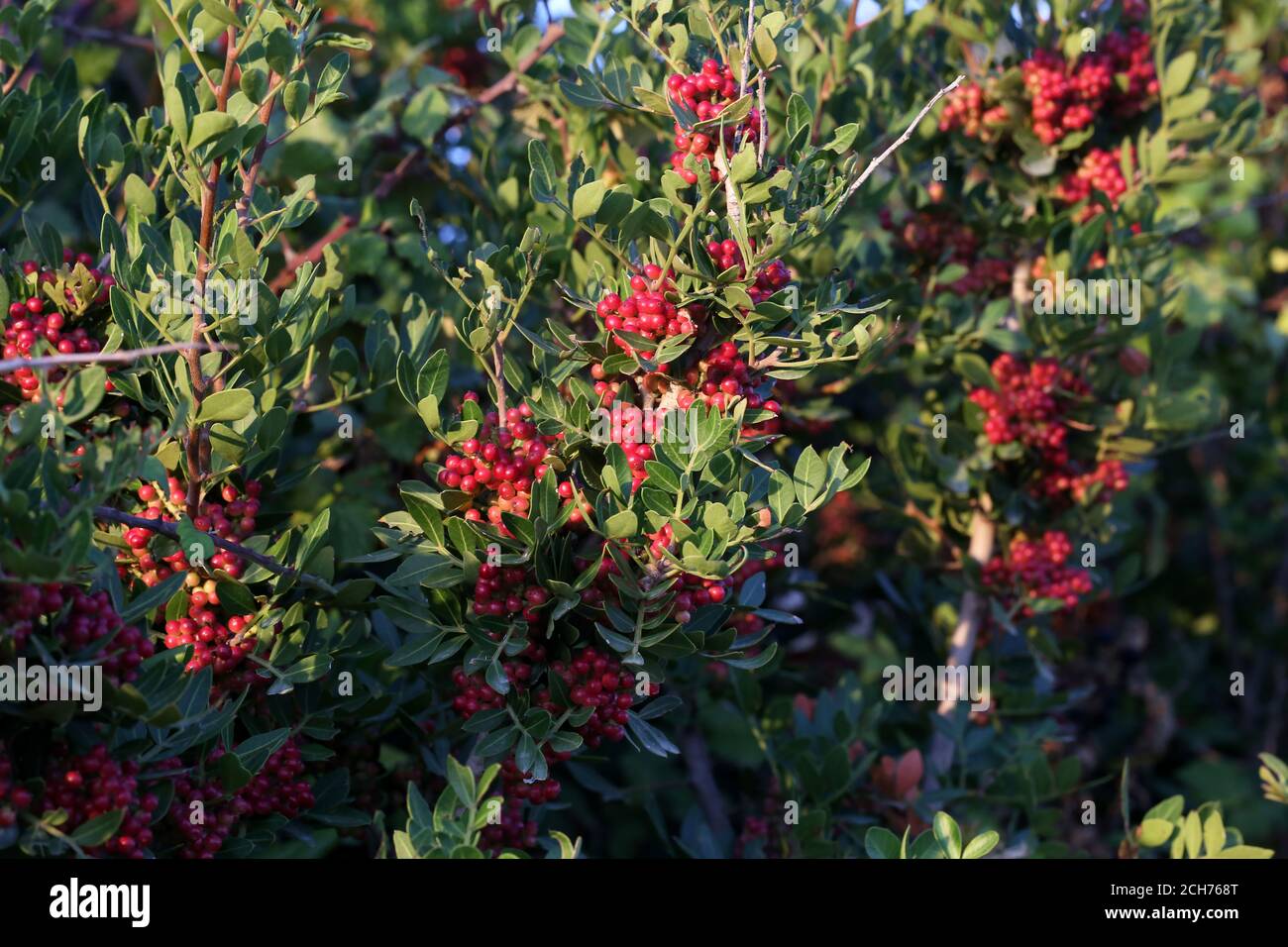Red berries ripen on branches of shrubs Stock Photo - Alamy