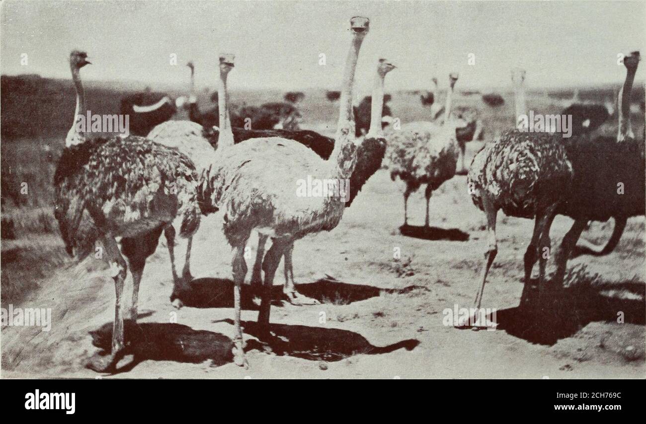 356 232 hi-res stock photography and images - Alamy