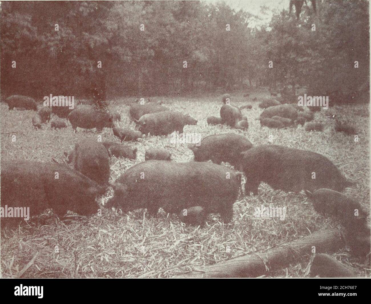 Pig herd book hi-res stock photography and images - Alamy
