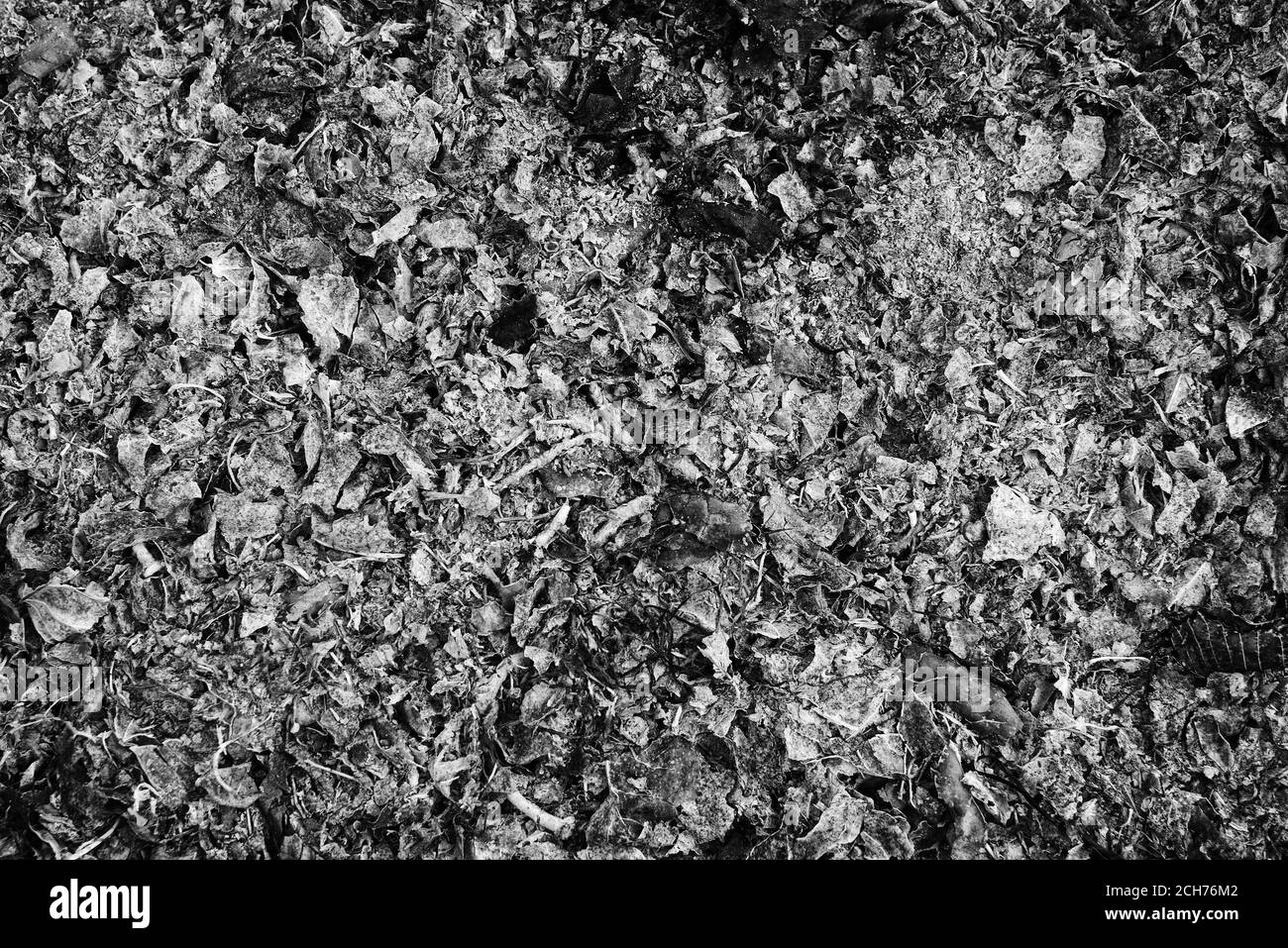 Stylized grungy black and white background of ashes from burnt leaves ...