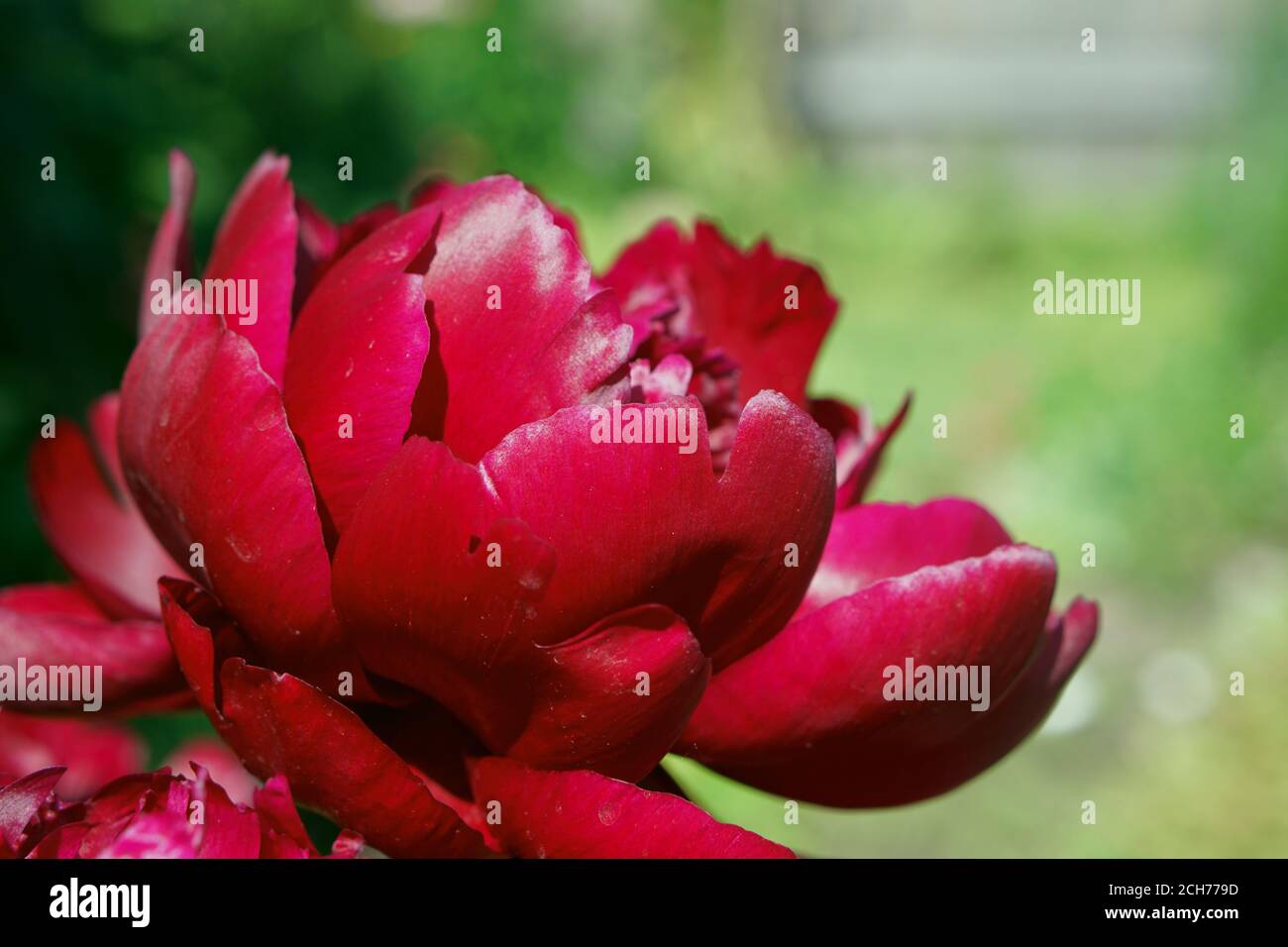 red pion blooming flowers brunch in garden with copy space in minimal ...