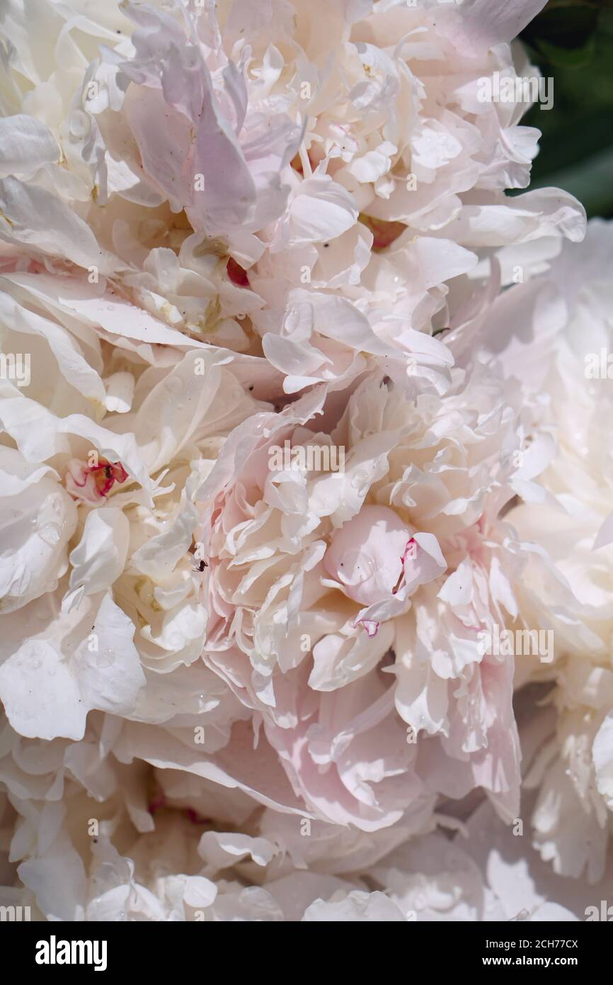 pink pion blooming flowers brunch in garden with copy space in minimal ...