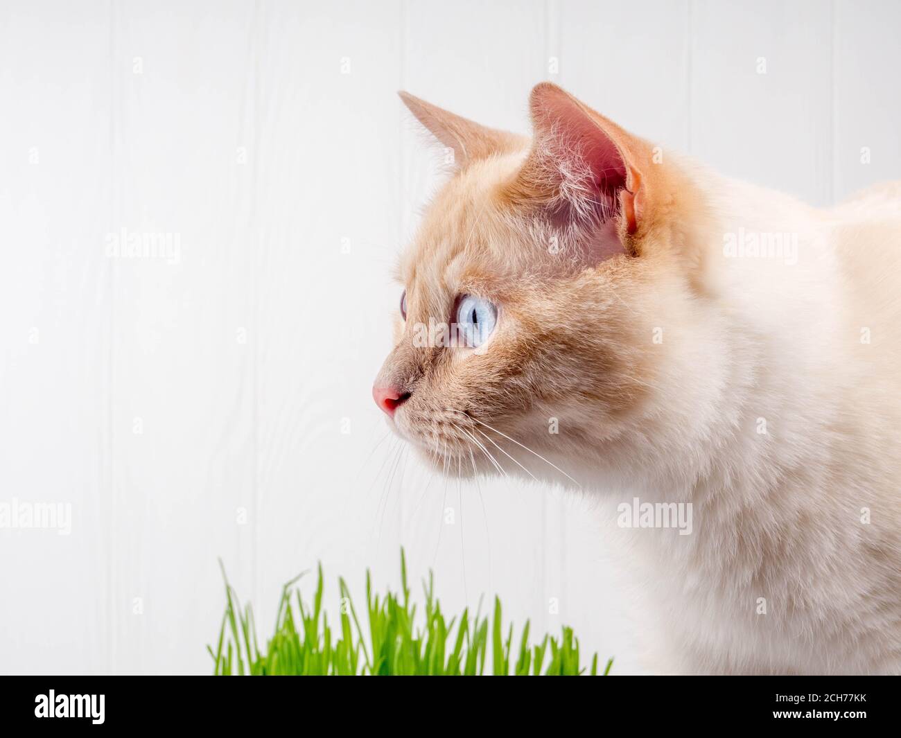 Thai cream point cat, white cat with red nose and tail on white ...
