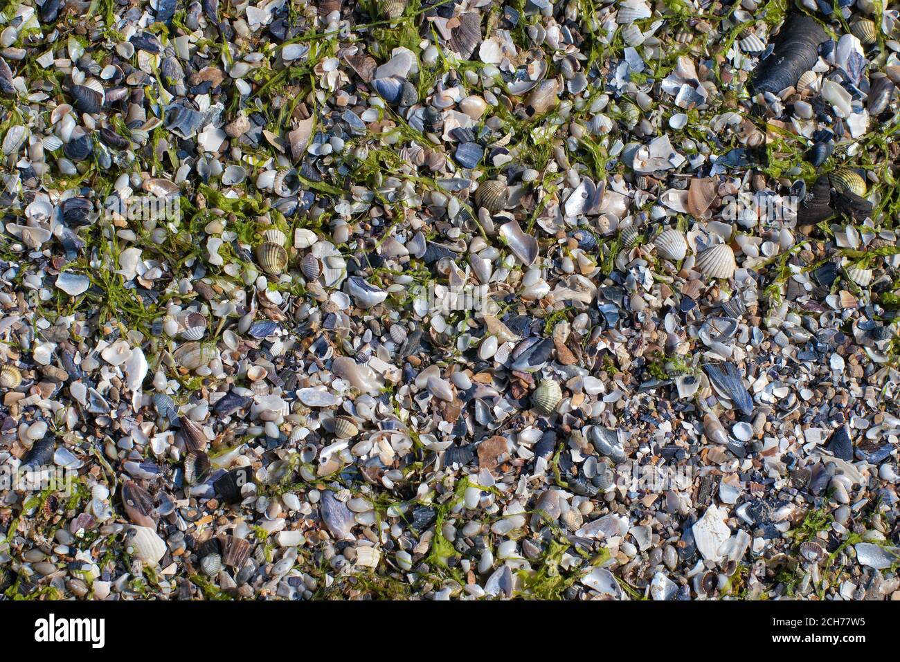 Algae and seashells hi-res stock photography and images - Alamy