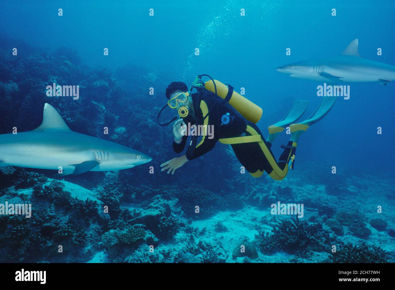 Relaxed scuba diver surrounded by sharks Stock Photo - Alamy