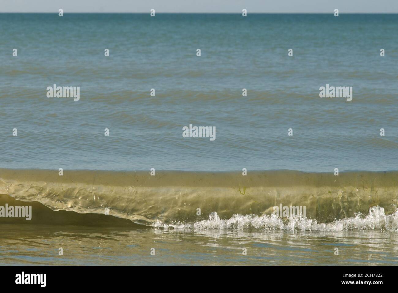 rushing sea wave rolling on the beach with algae and still background ...