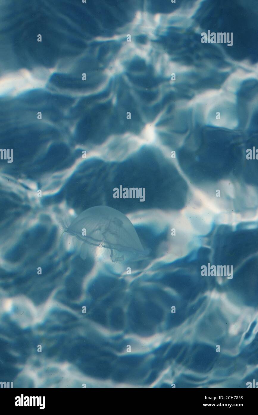 Water refraction light animal hi-res stock photography and images - Alamy