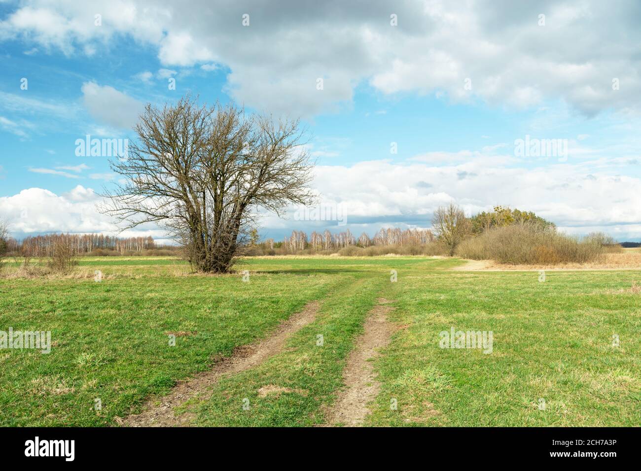 Tree without leaves and field road through the meadow Stock Photo - Alamy