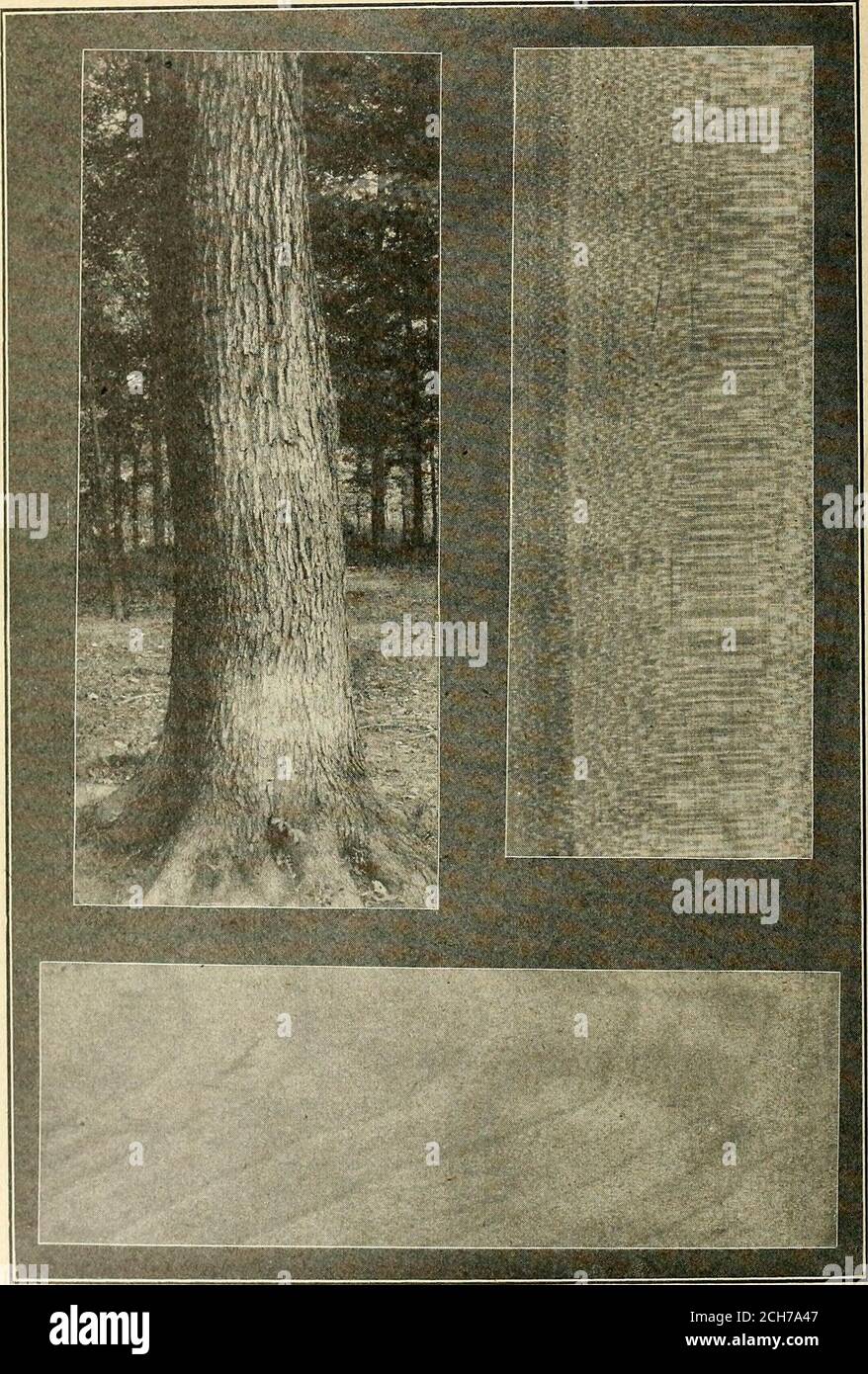 . Documentary journal of Indiana 1905 . No. 23. Black locust.Body of ...