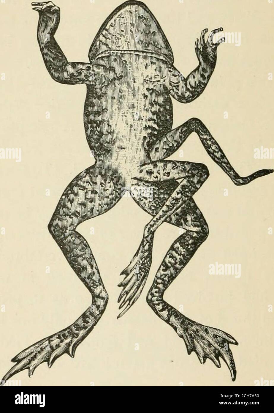 Two tailed lizard hi-res stock photography and images - Alamy