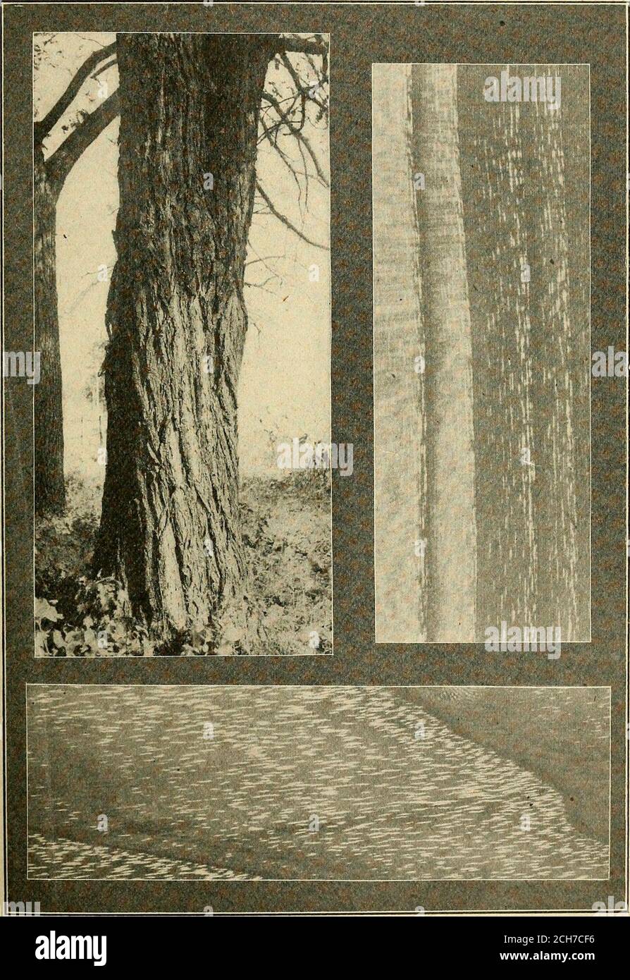 Longitudinal tangential section hi-res stock photography and images - Alamy