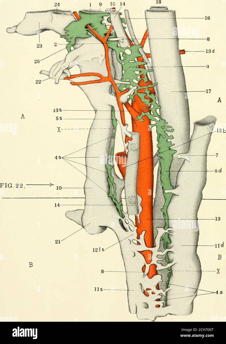. The American journal of anatomy . cardinal division 1, left jugular ...