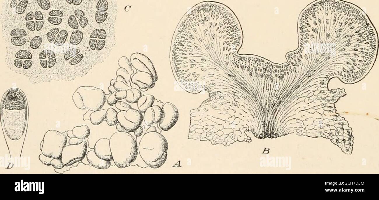Tetraspora High Resolution Stock Photography and Images - Alamy