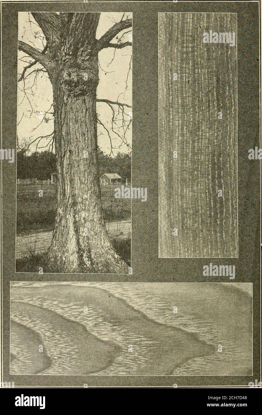 . Documentary journal of Indiana 1905 . No. 20. Wild black cherry.Body ...