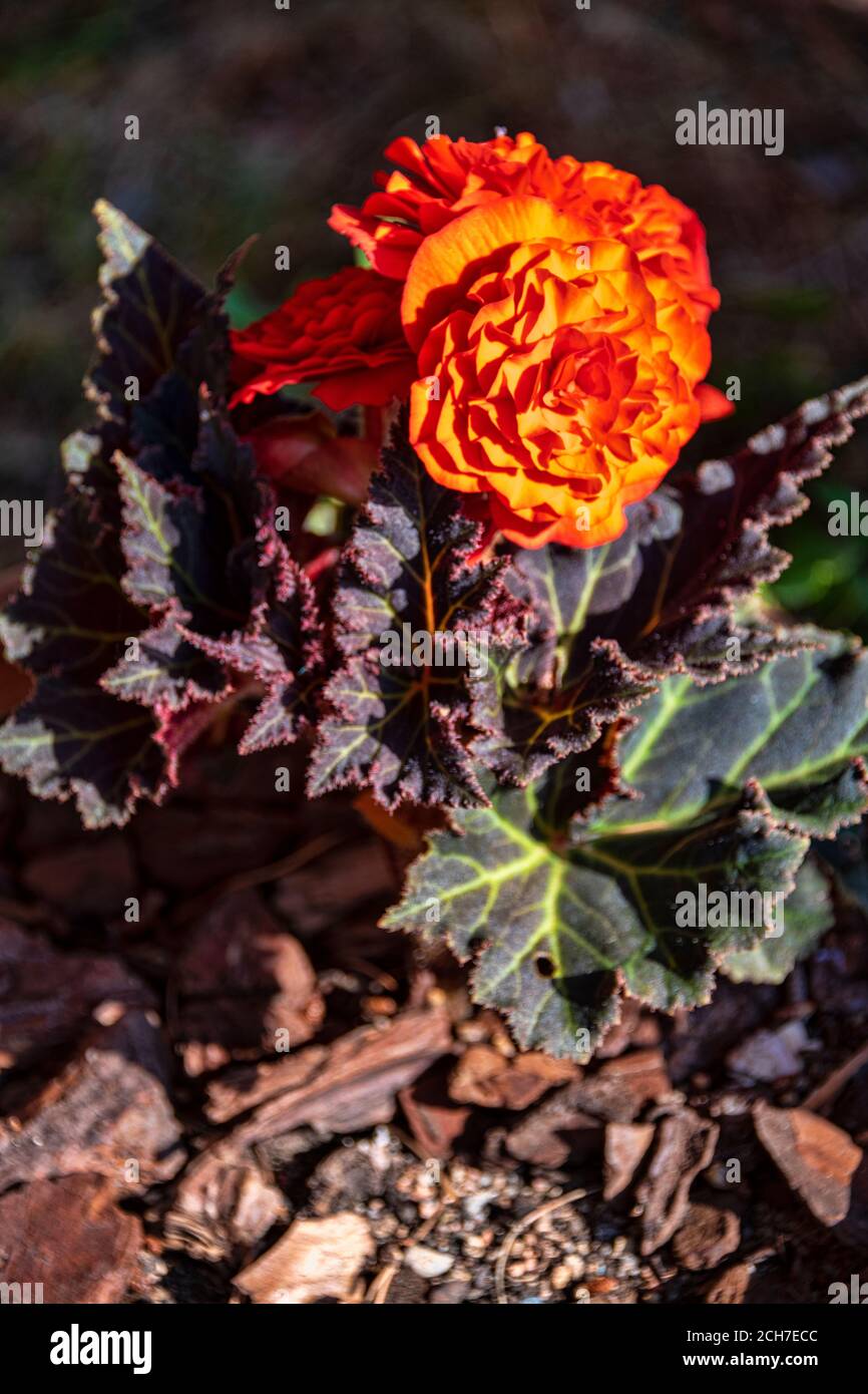 Begonias flowers plants hi-res stock photography and images - Alamy