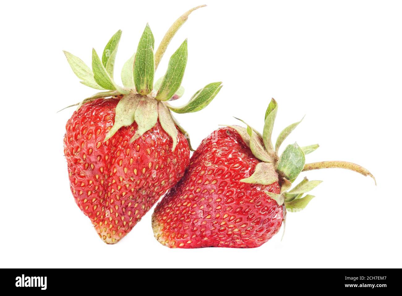 Two fresh ripe strawberries with green peduncle isolated on white Stock ...