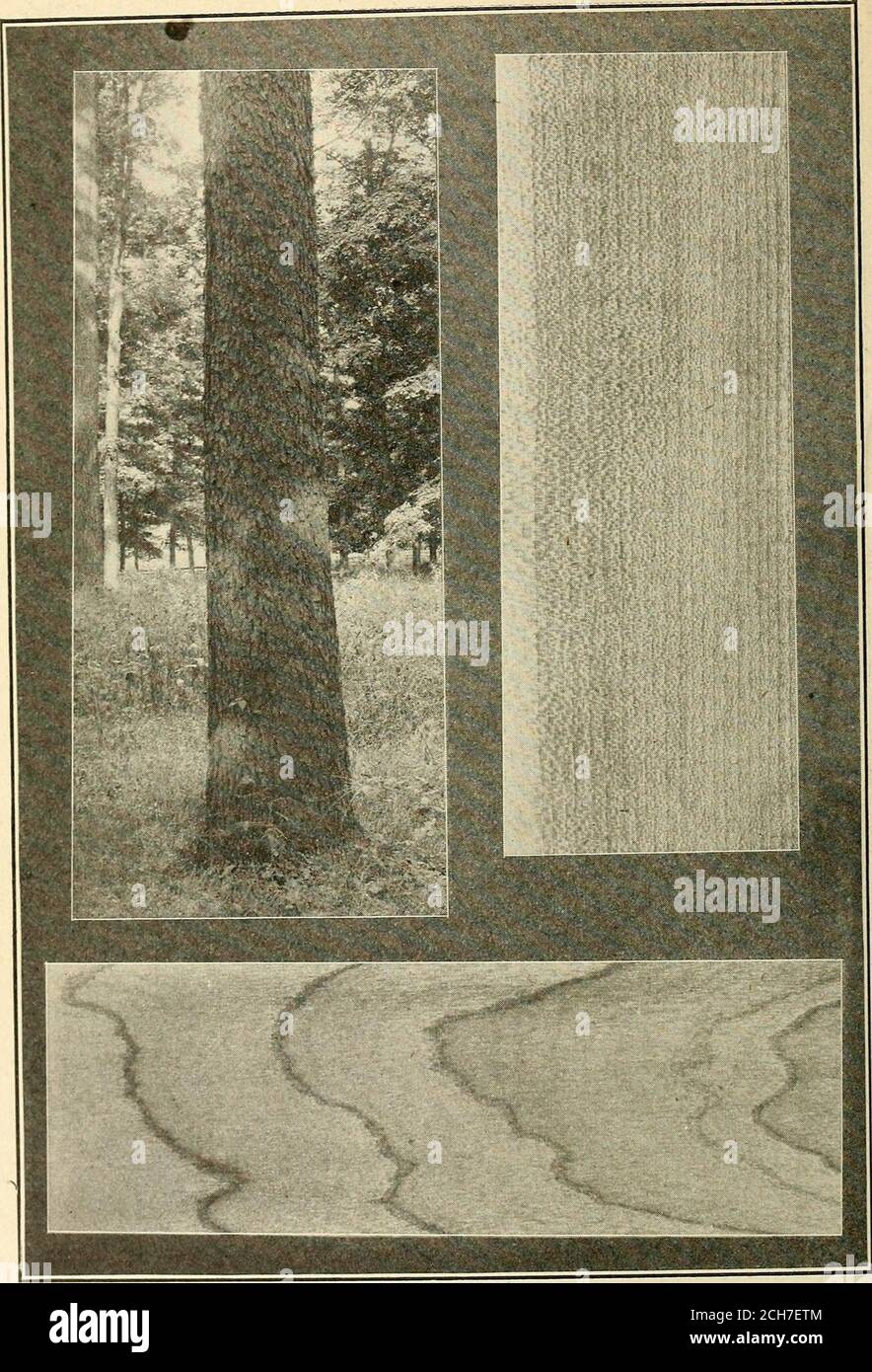 Longitudinal tangential section hi-res stock photography and images - Alamy