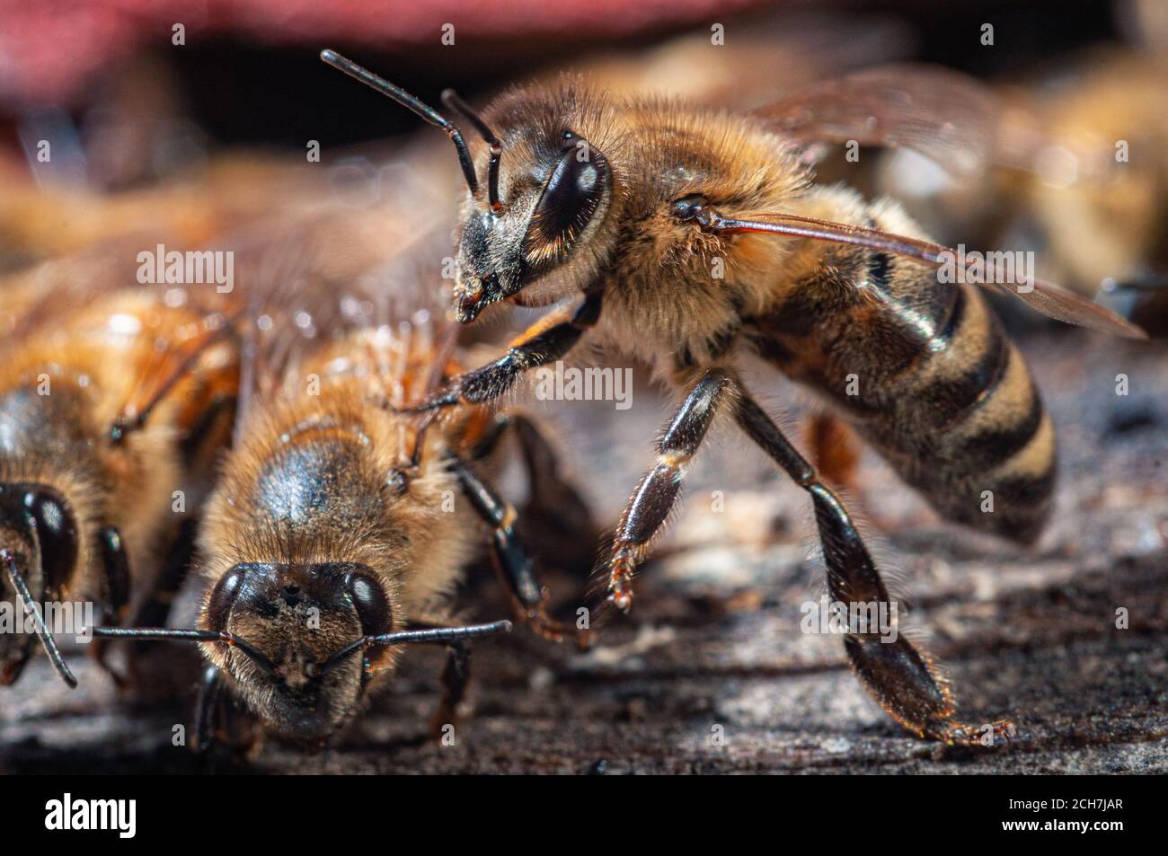 Honey bees at coming and going at the hive Stock Photo - Alamy
