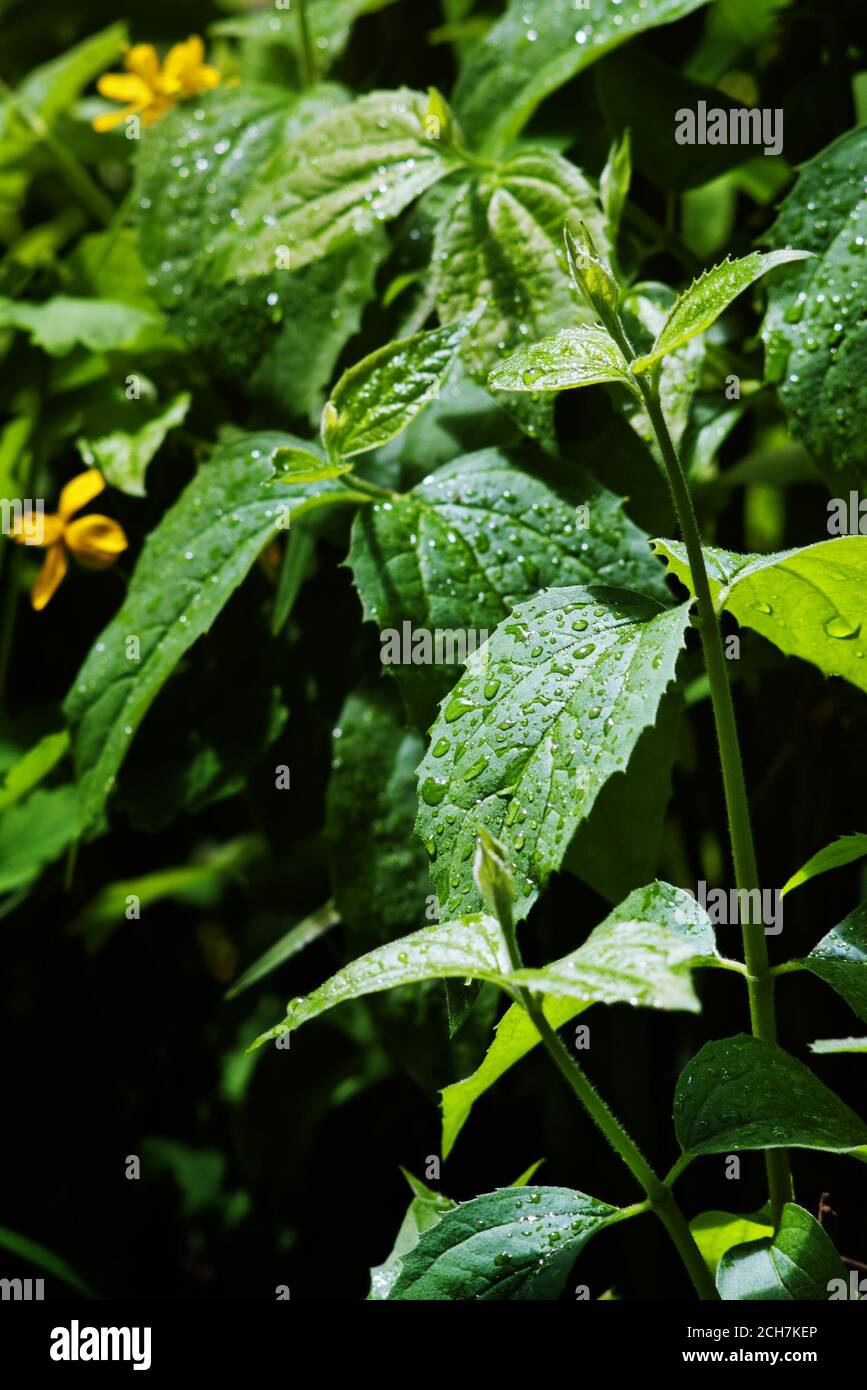Growing plant with rain water drops on leaves with selective focus ...