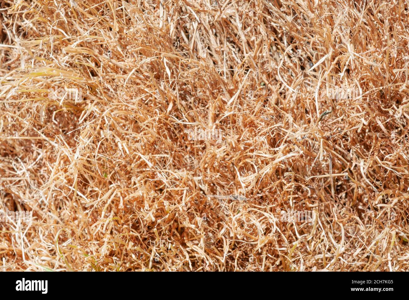 Texture of dry grass from top view Stock Photo - Alamy